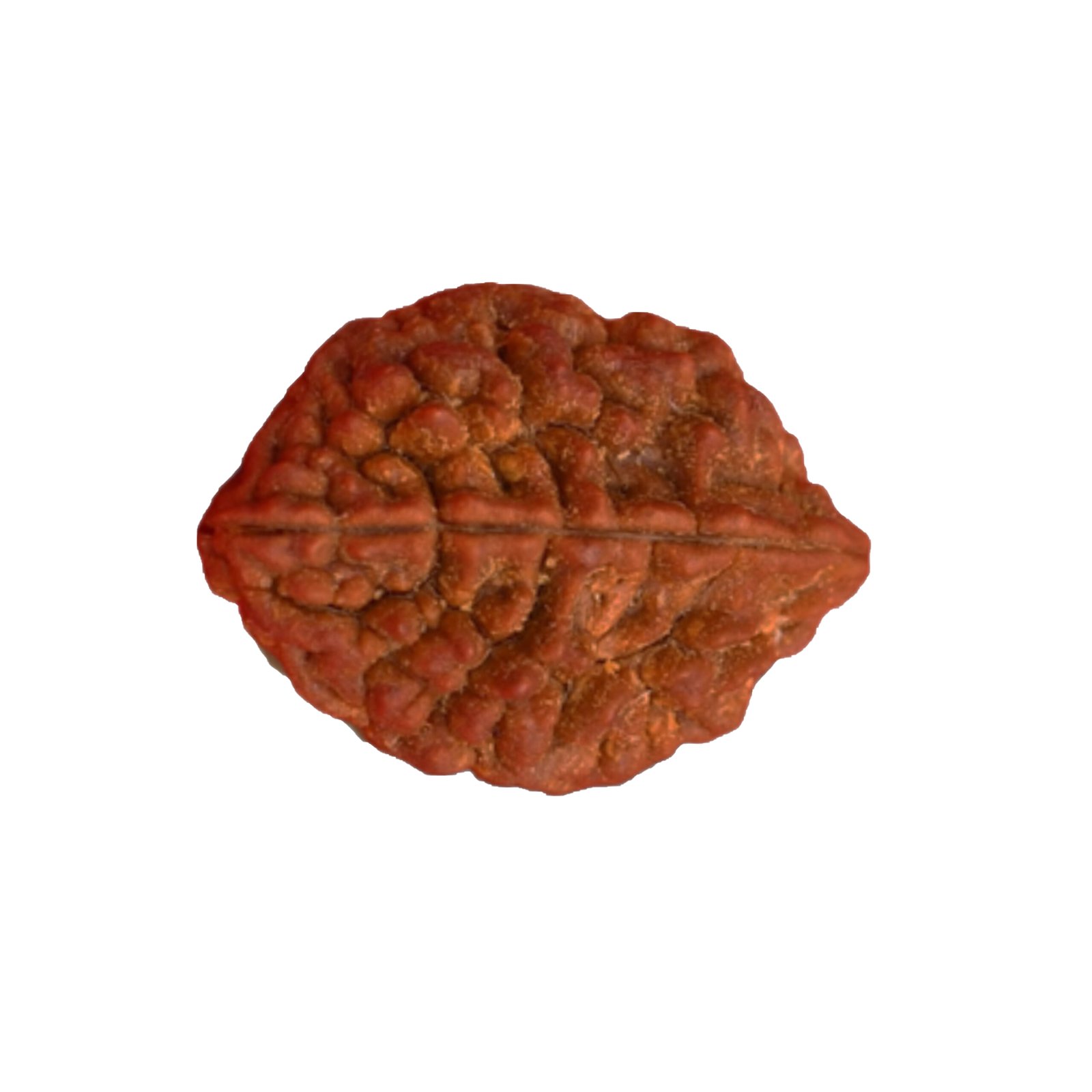 2 Face Rudraksha - Ujjain Rudraksha
