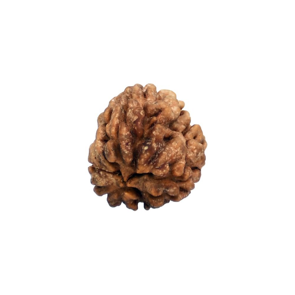 3 Face Rudraksha - Ujjain Rudraksha