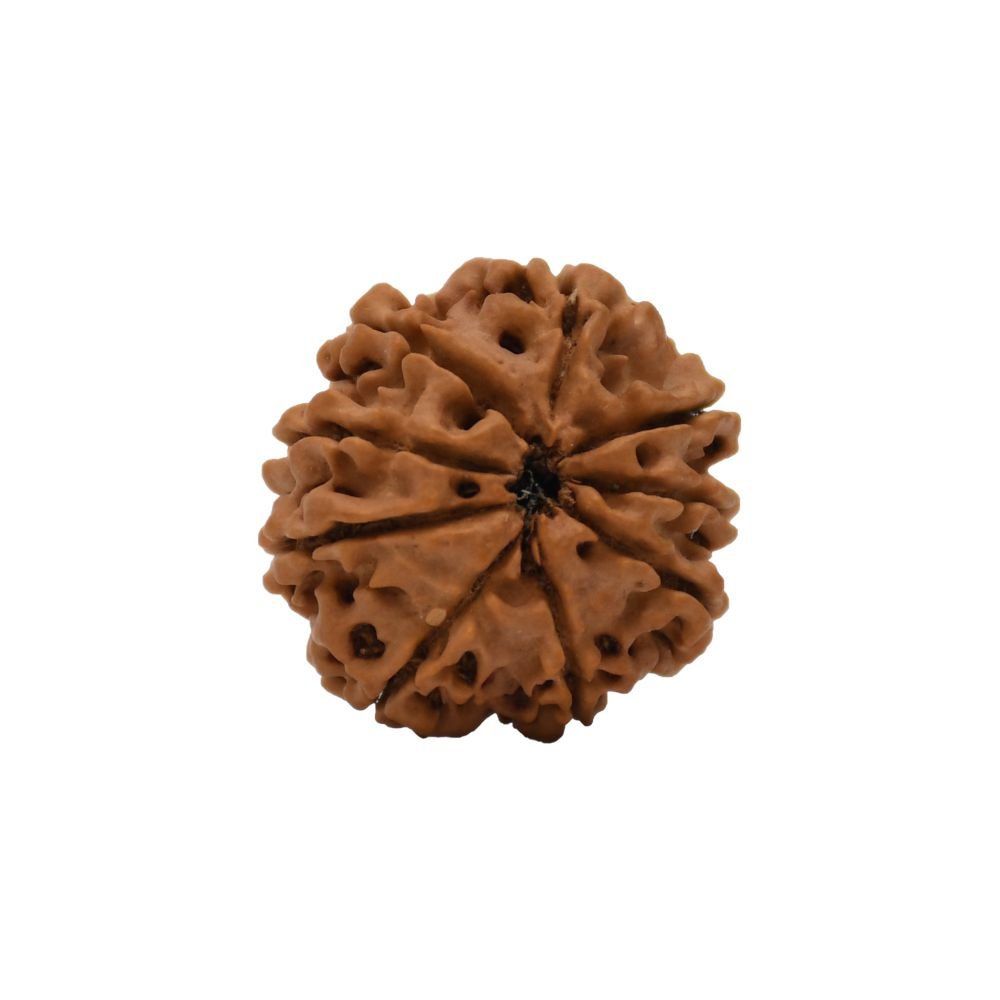9 Face Rudraksha - Ujjain Rudraksha